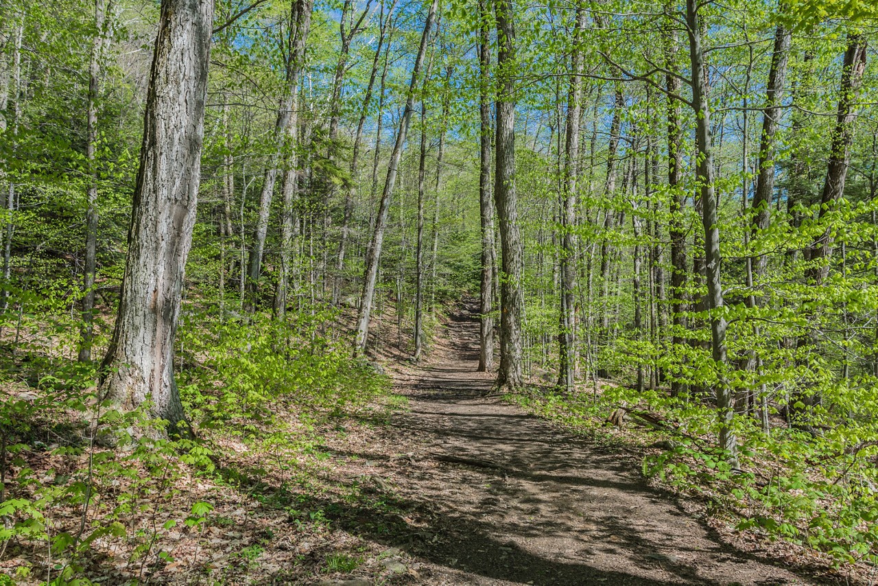 ArcGIS for Forest Monitoring: An Essential Tool for Environmental ...
